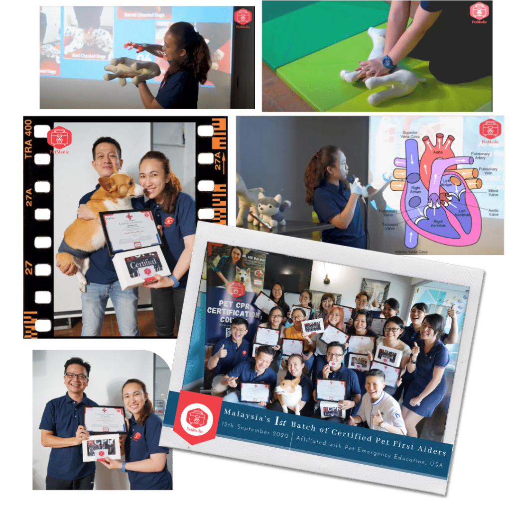 Dog First Aid & CPR Certification Course – PetMedic