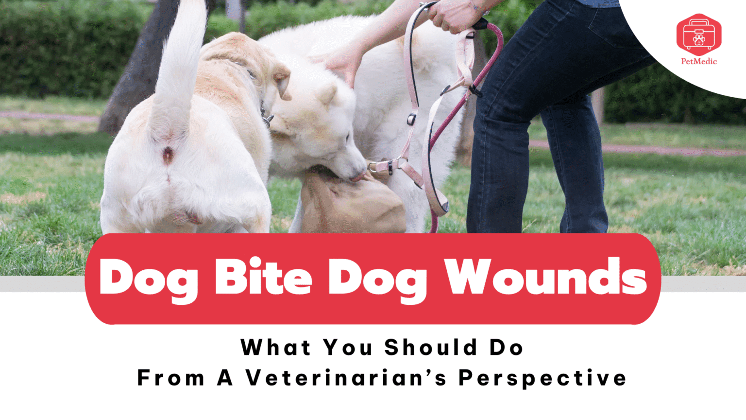 Dog Bite Wounds in Dogs: What You Should Do – PetMedic